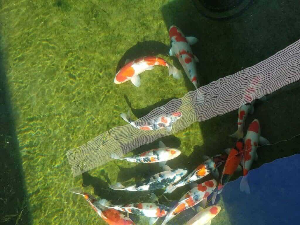 Rain storm impact on fish ponds